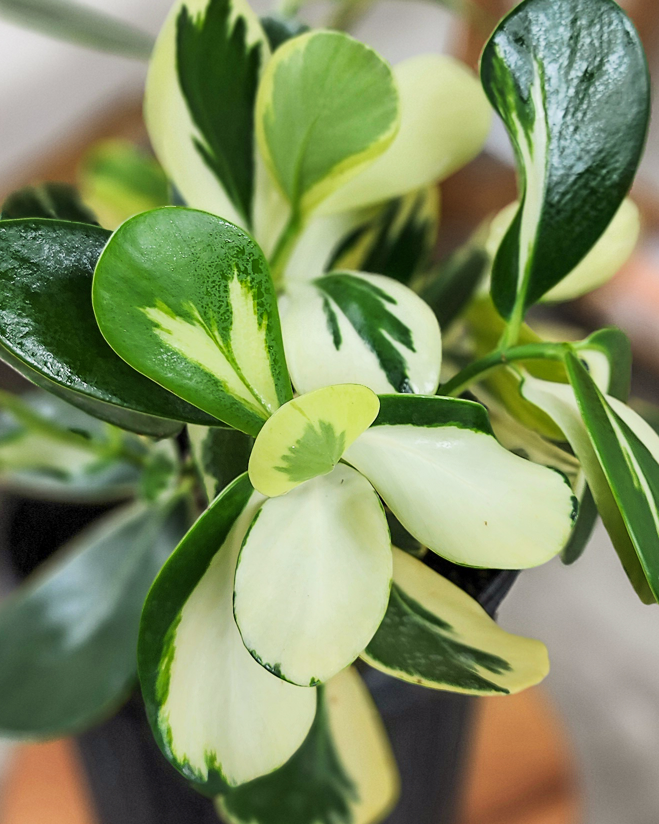 Variegated Clusia guttifera | PlantVine