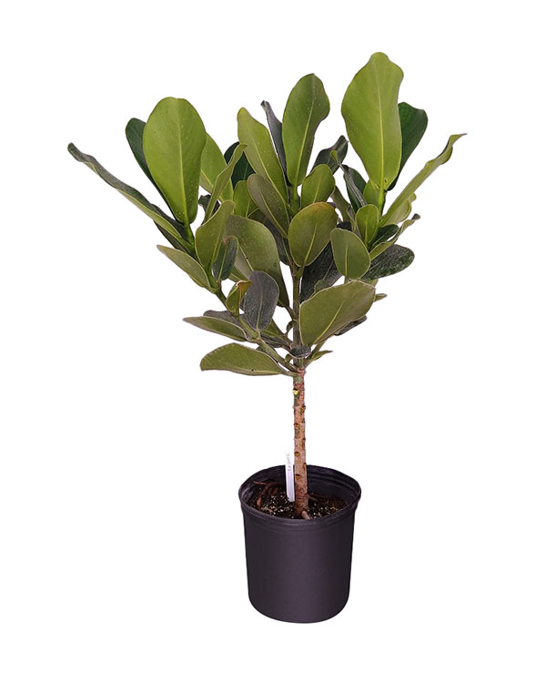 Buy Clusia rosea, Pitch Apple, Autograph Tree | Free Shipping over $100