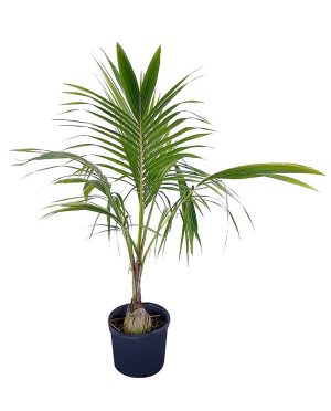 Buy Butia capitata, Cocos australis, Pindo Palm, Wine Palm, Jelly Palm ...