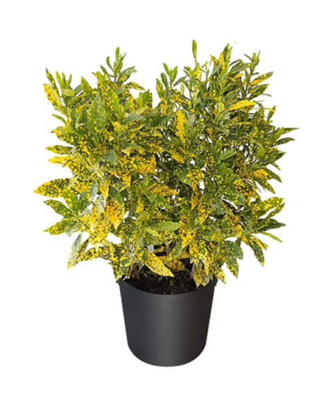 Codiaeum variegatum ‘Gold Dust’, Croton | PlantVine