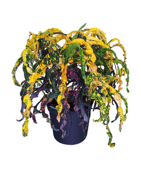 Codiaeum variegatum ‘Dreadlocks’, Croton | PlantVine