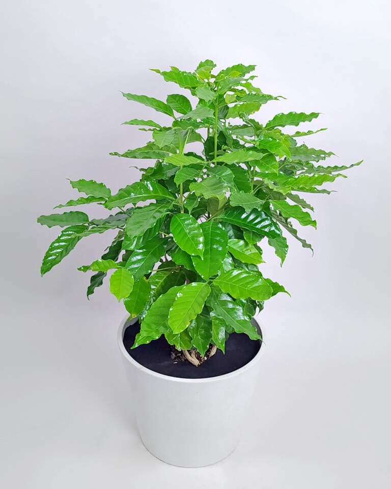 Arabica Coffee | PlantVine