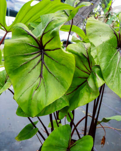 Buy Colocasia Pharaoh's Mask | Free Shipping over $100