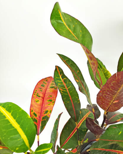 Croton ‘Congo’ | PlantVine