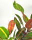 Croton ‘Congo’ | PlantVine