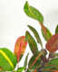Croton ‘Congo’ | PlantVine