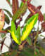 Croton ‘Congo’ | PlantVine