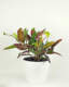 Croton ‘Congo’ | PlantVine