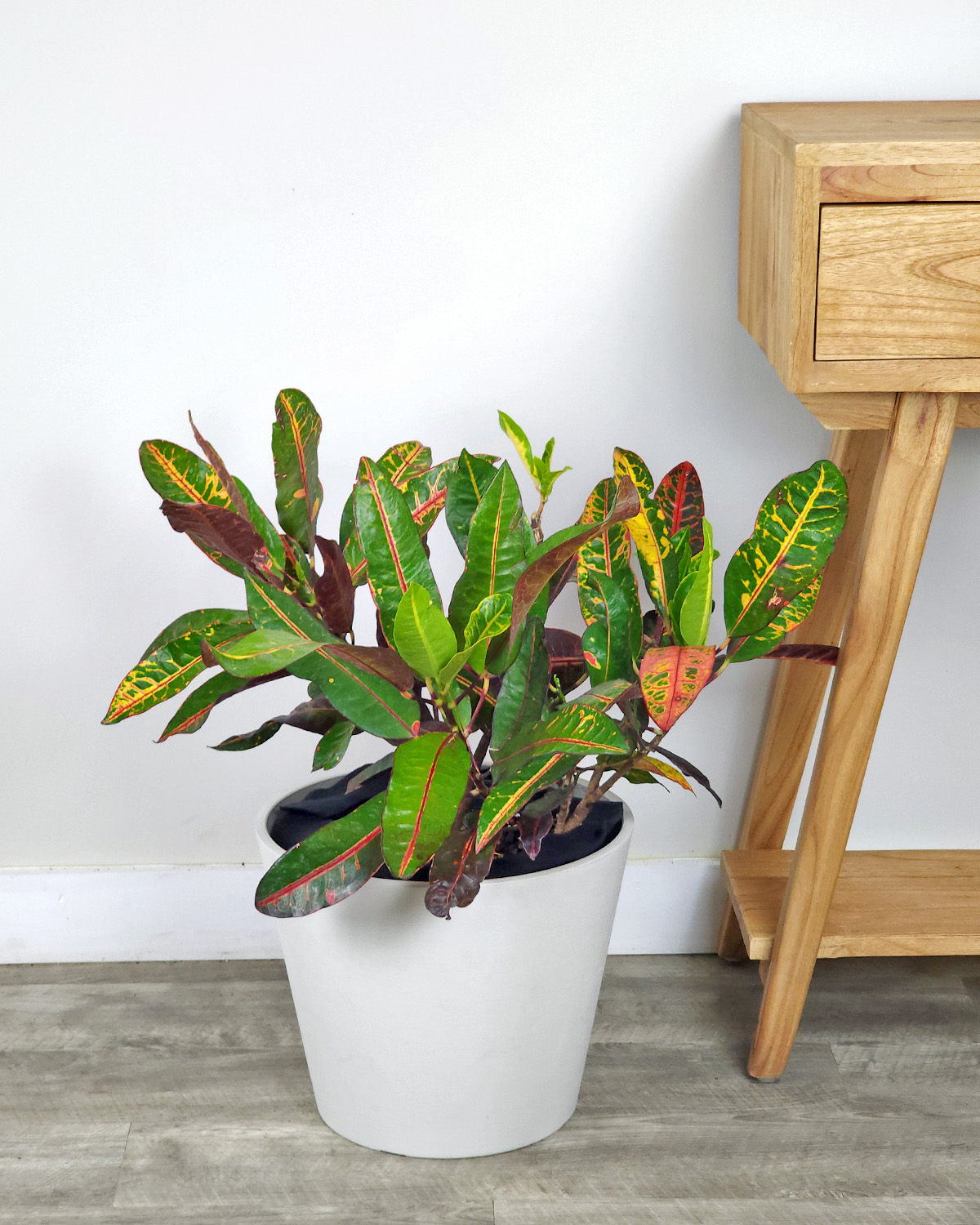 Croton ‘Congo’ | PlantVine