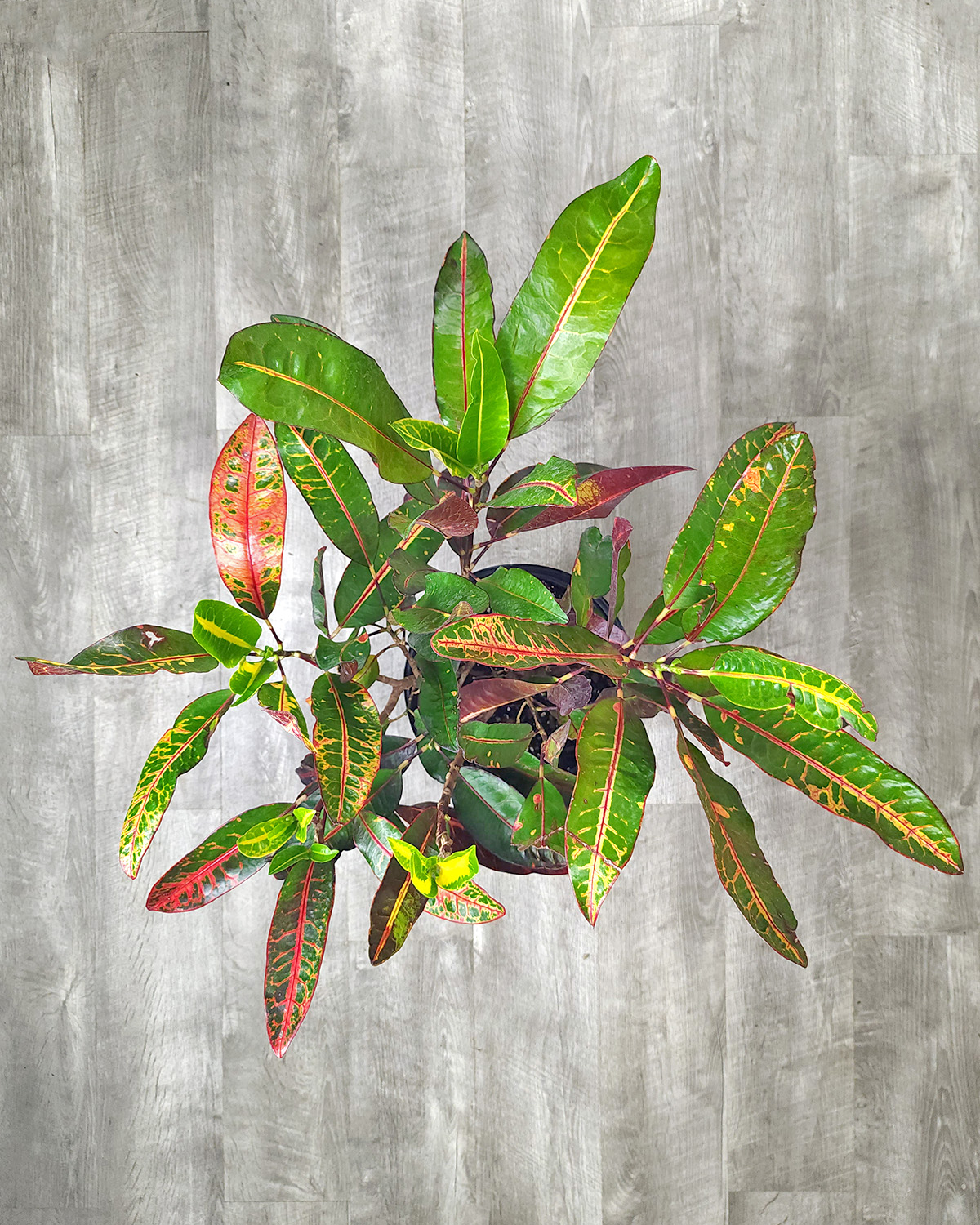 Croton Varieties | PlantVine