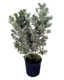 Conocarpus erectus ‘Sericeus’, Silver Buttonwood | PlantVine