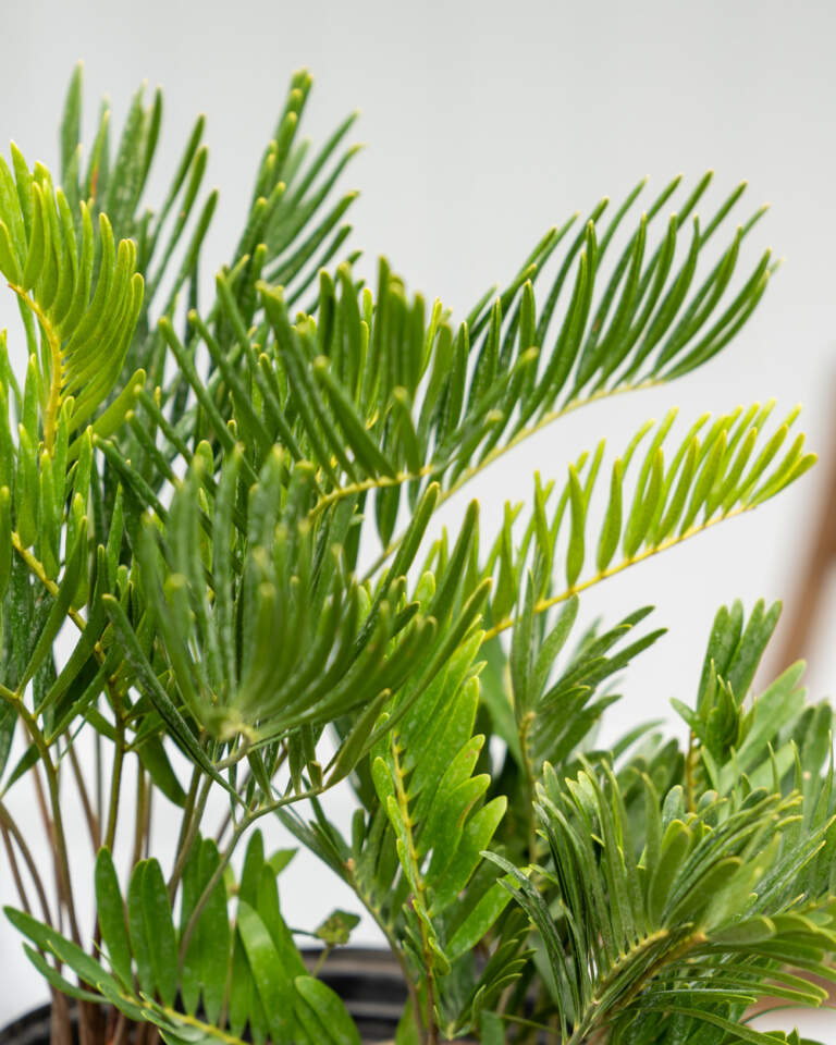 Florida Coontie | PlantVine