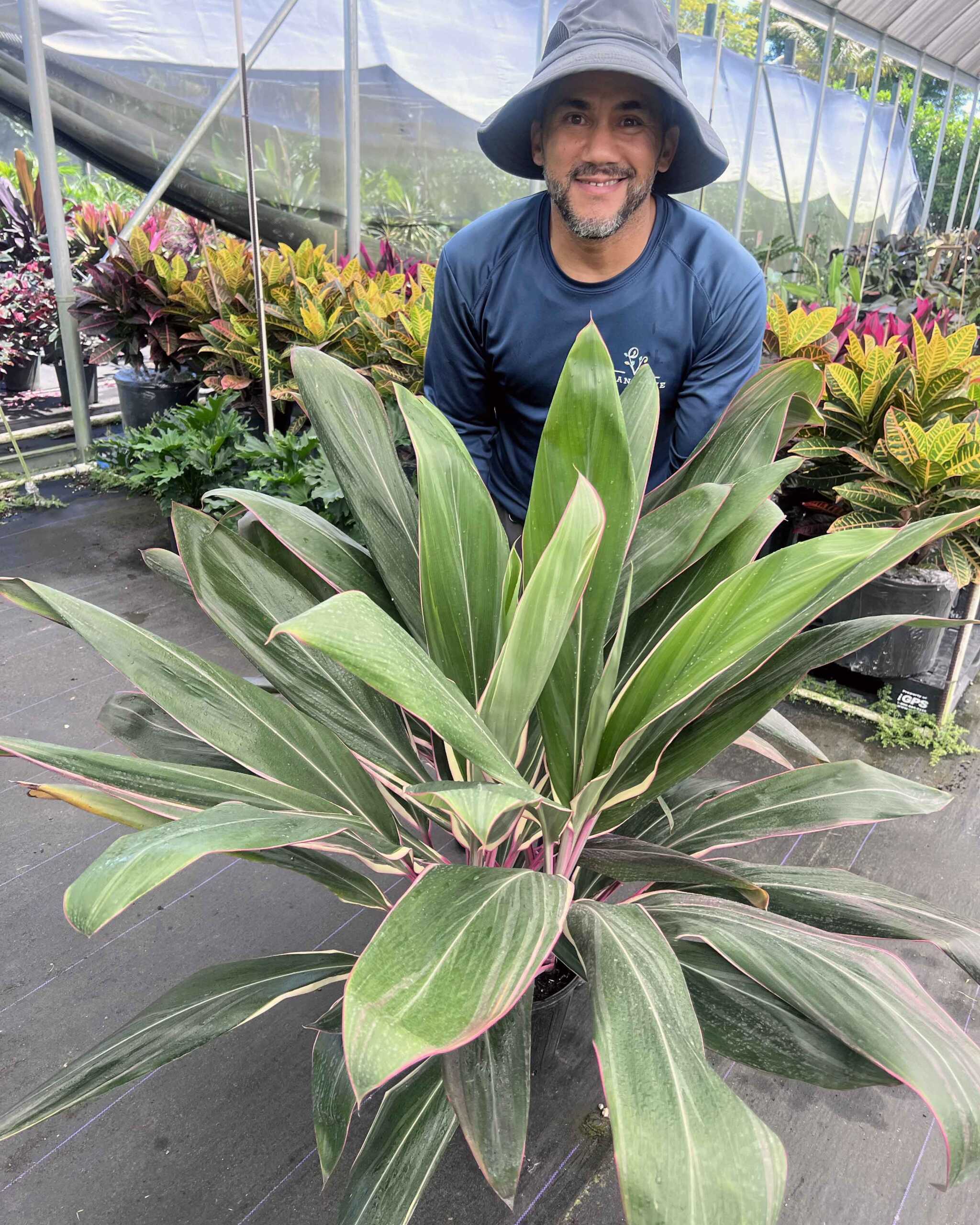 Cordyline fruticosa ‘Pink Diamond’ | PlantVine