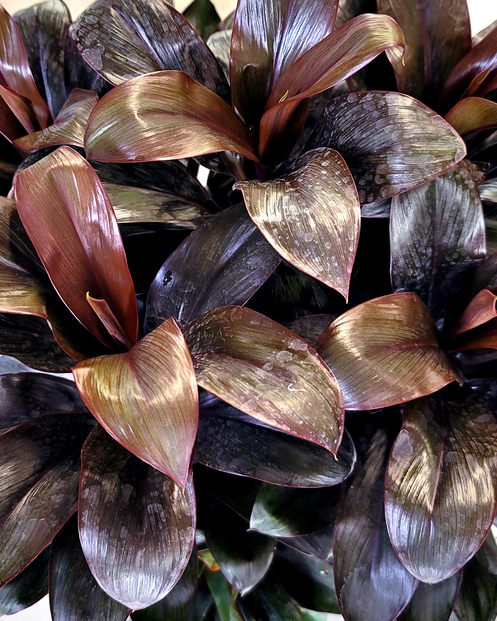 Cordyline fruticosa ‘Purple Compacta’ | PlantVine