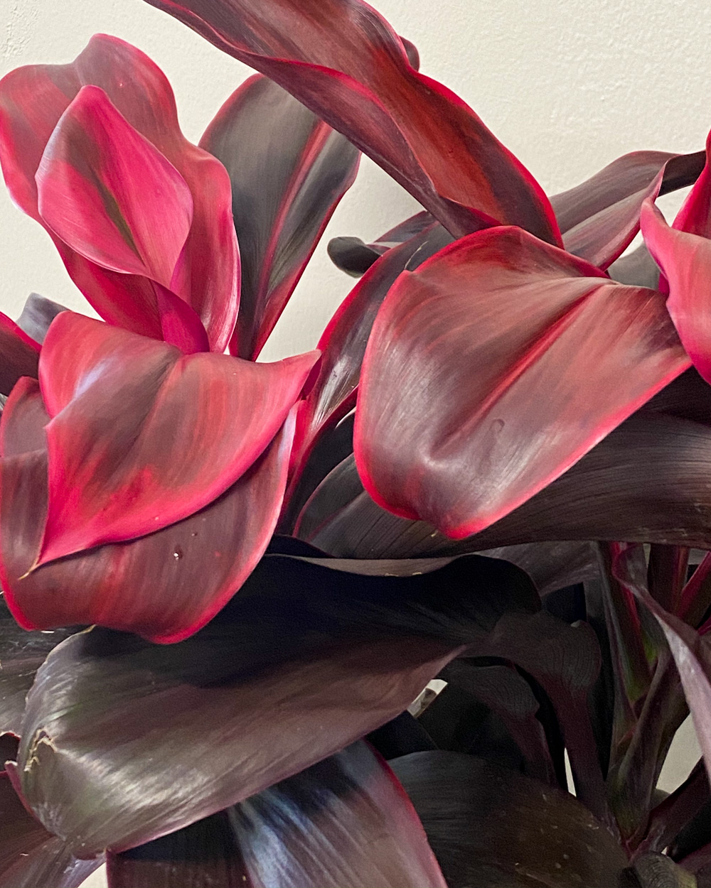 Buy Cordyline fruticosa 'Ruby', Ti Plant | Free Shipping over $100