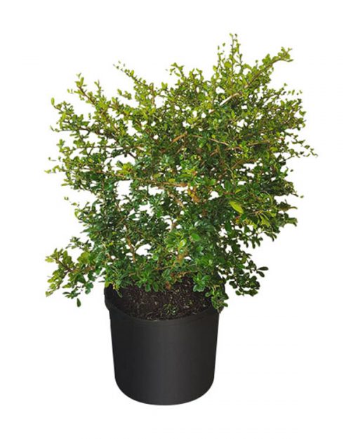 Buy Serissa japonica, Cotoneaster, Snowrose, Serissa Foetida | Free ...