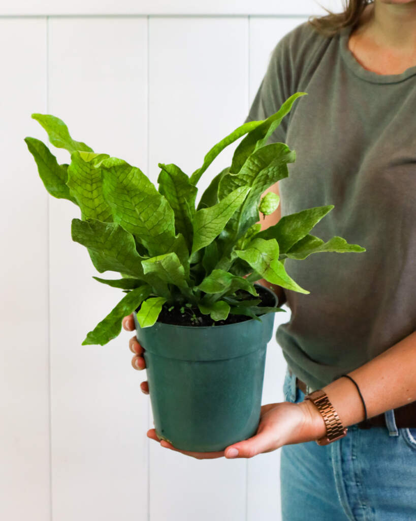 Buy Microsorum musifolium, Crocodile Fern, Crocodylus Fern | Free ...