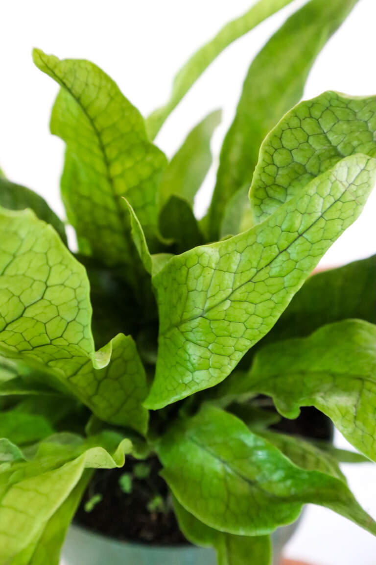 Crocodile Fern | PlantVine