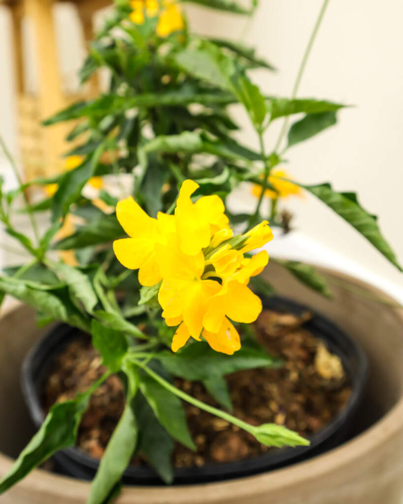 Yellow Crossandra | PlantVine