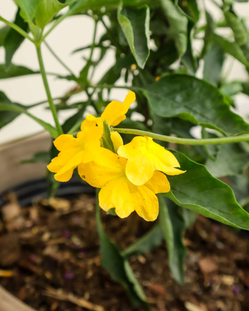 Crossandra infundibuliformis ‘Lutea’, Yellow Crossandra | PlantVine