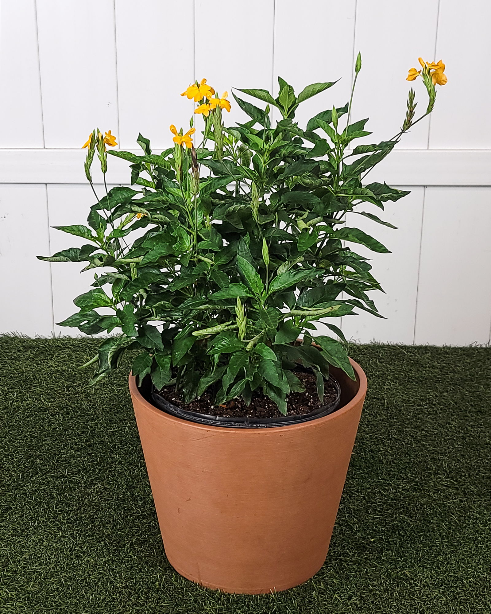 Yellow Crossandra | PlantVine