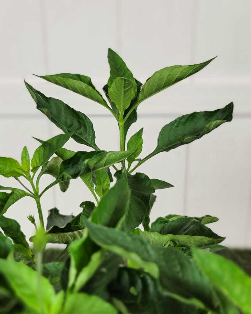 Yellow Crossandra | PlantVine