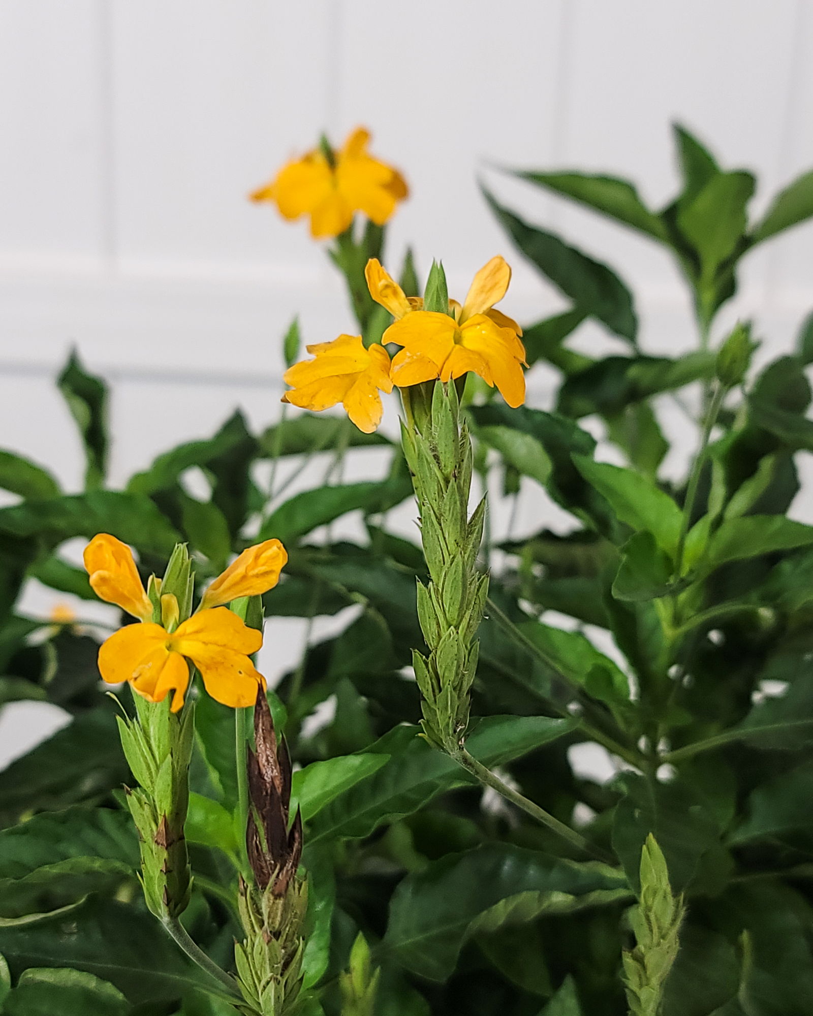 Yellow Crossandra | PlantVine