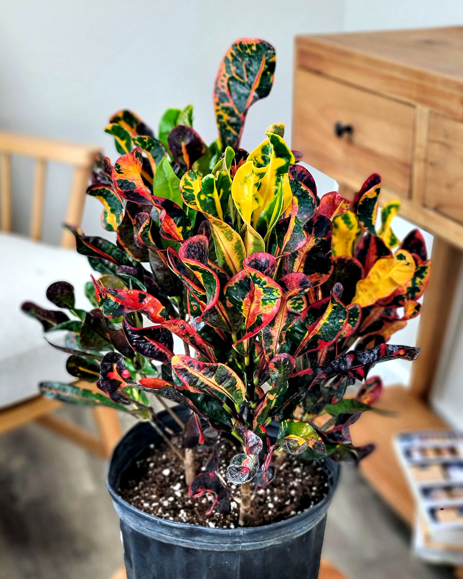 Croton ‘Mammey’ | PlantVine
