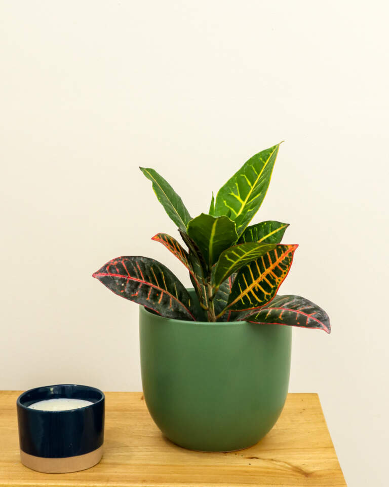 Codiaeum variegatum ‘Excellent’, Croton | PlantVine