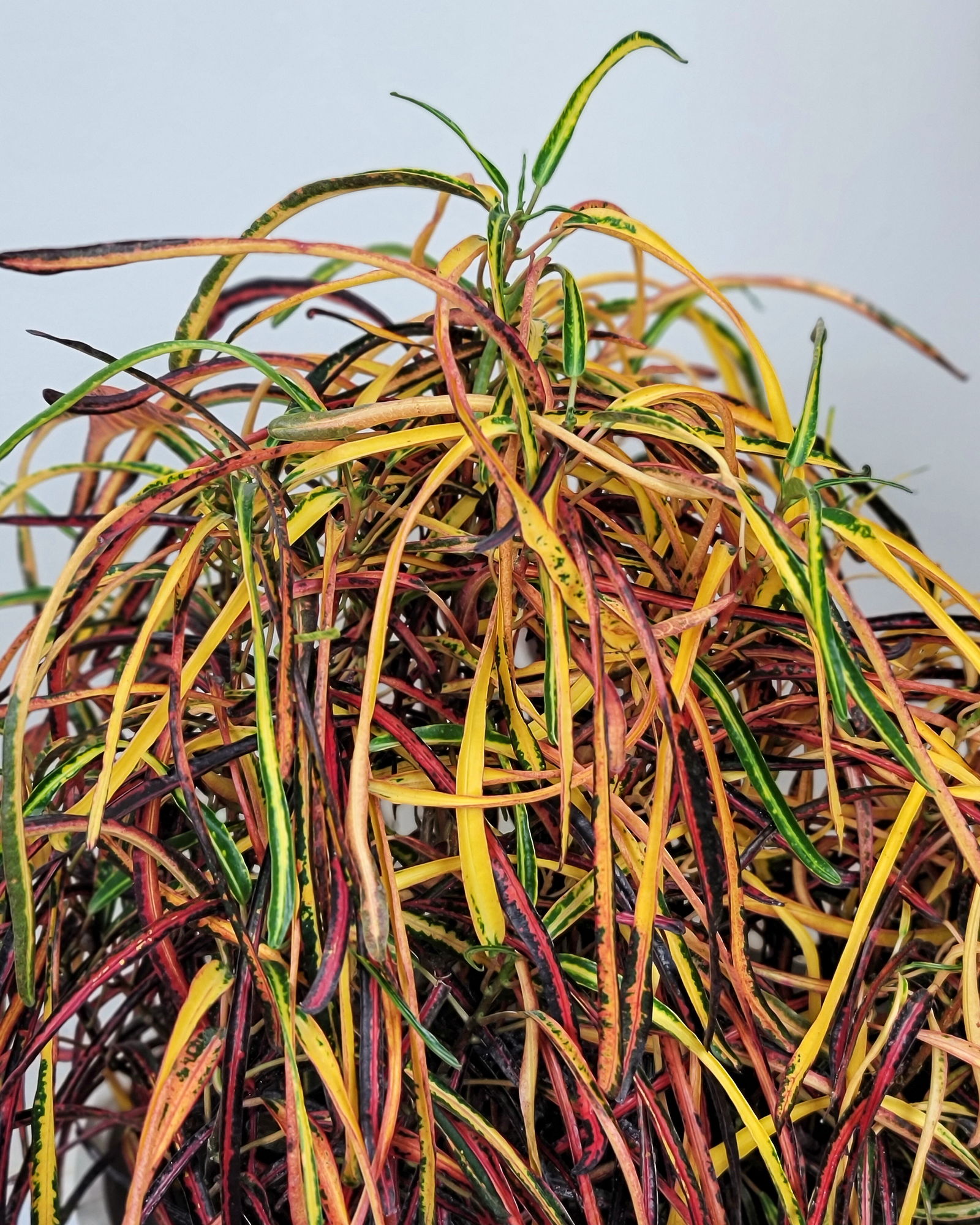 Croton ‘Zanzibar’ | PlantVine