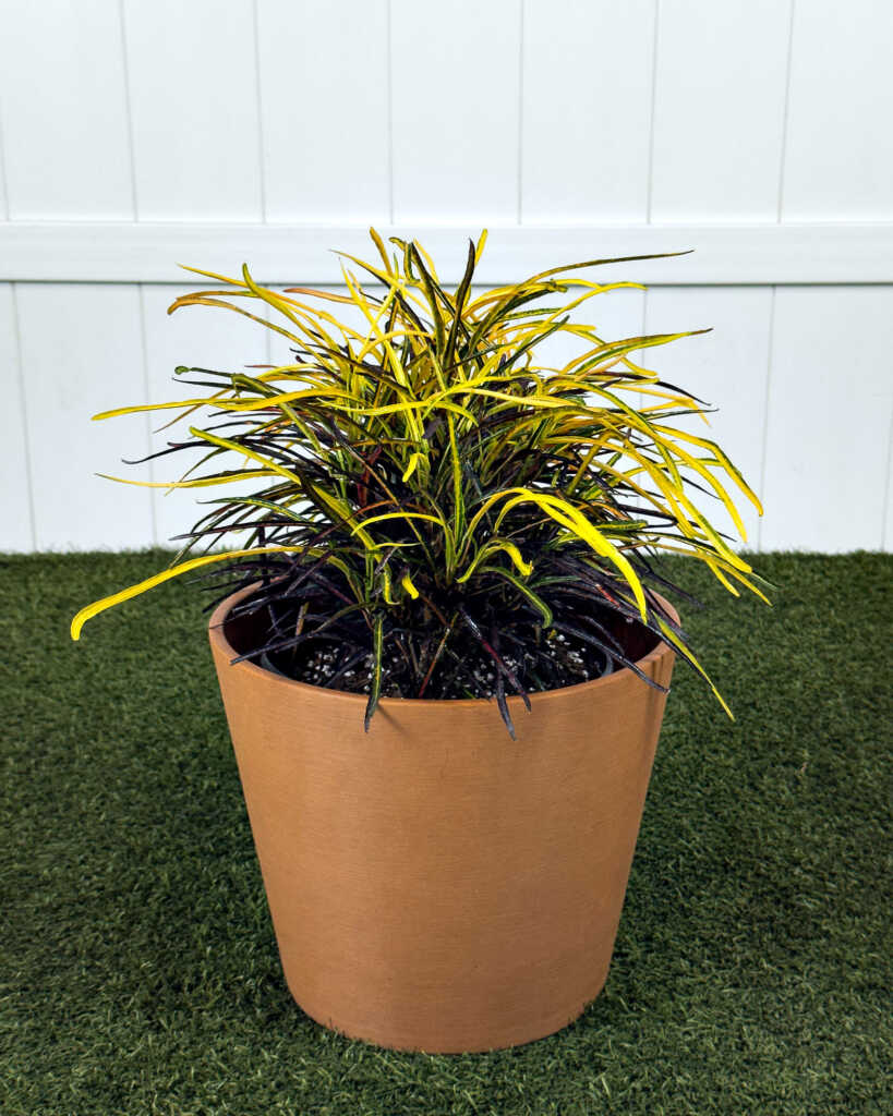 Croton ‘Zanzibar’ | PlantVine