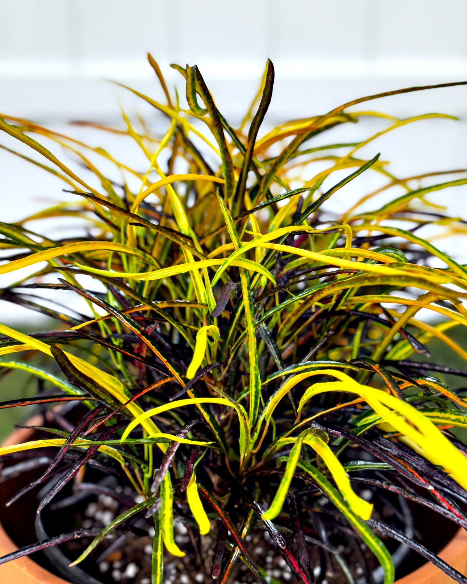 Croton ‘Zanzibar’ | PlantVine