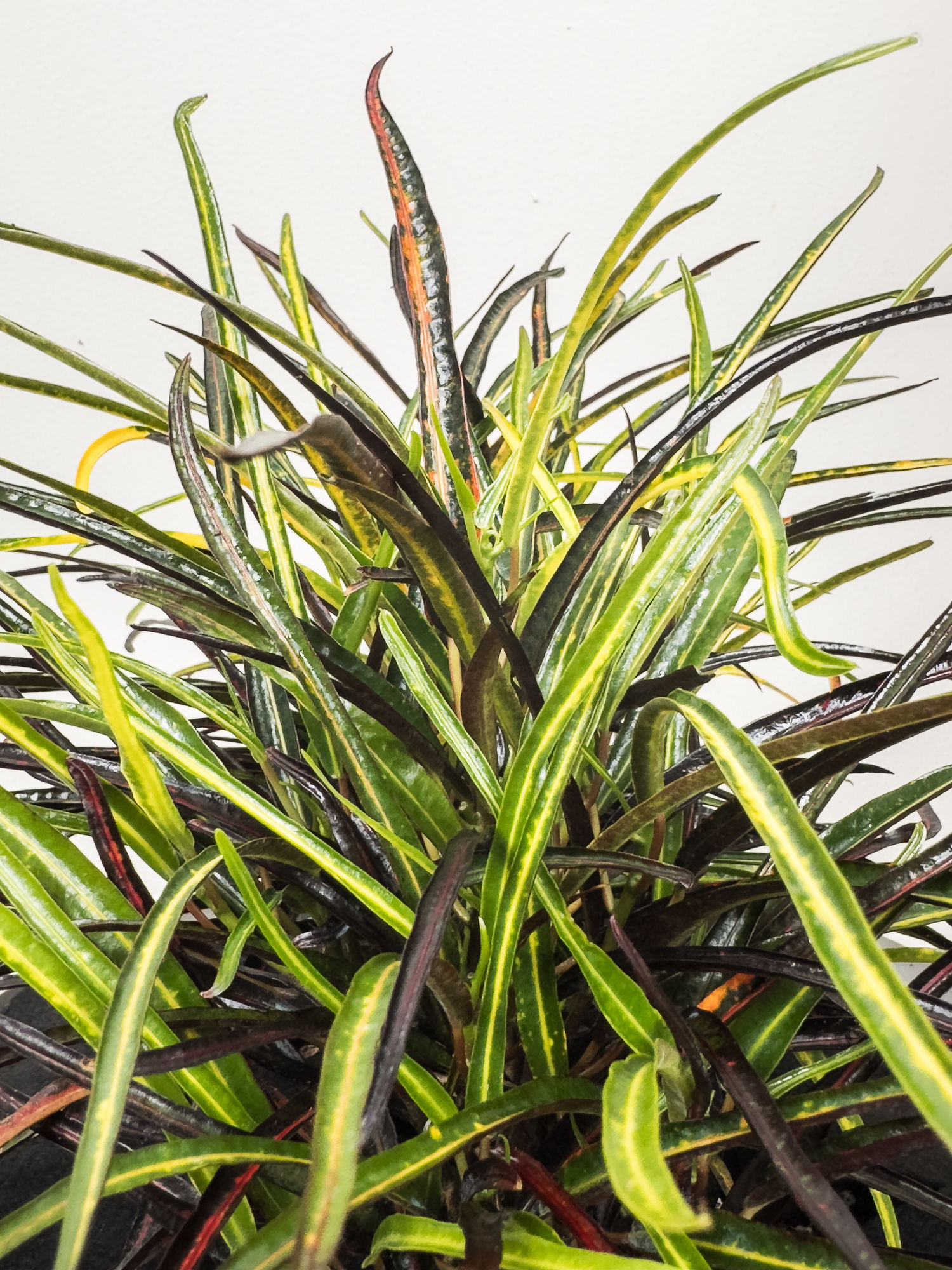 Croton ‘Zanzibar’ | PlantVine