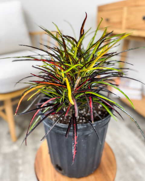 Codiaeum variegatum ‘Red Banana’, Croton | PlantVine