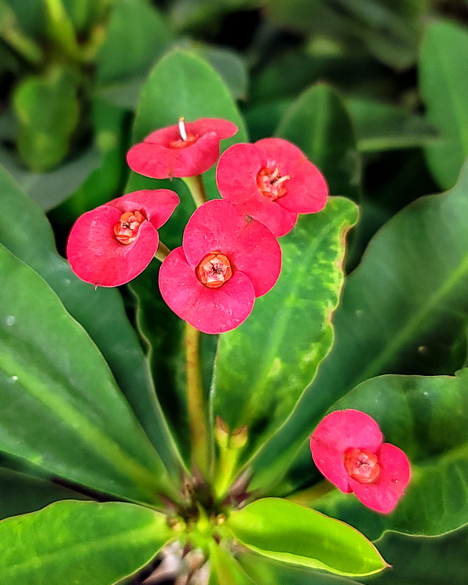 Crown of Thorns Bush | PlantVine