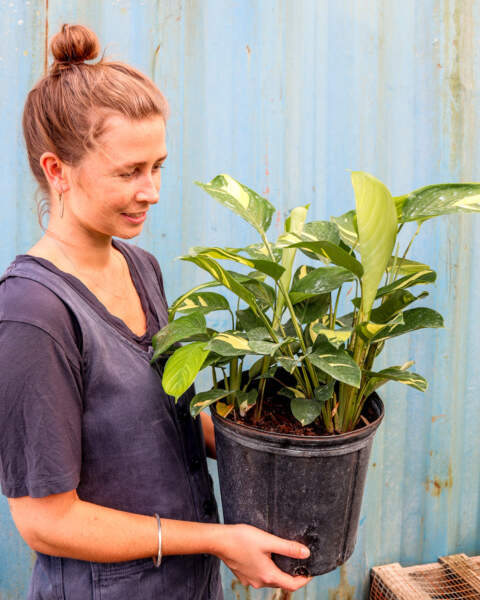 Ctenanthe lubbersiana, Stromanthe lubbersiana, Calathea lubbersii ...