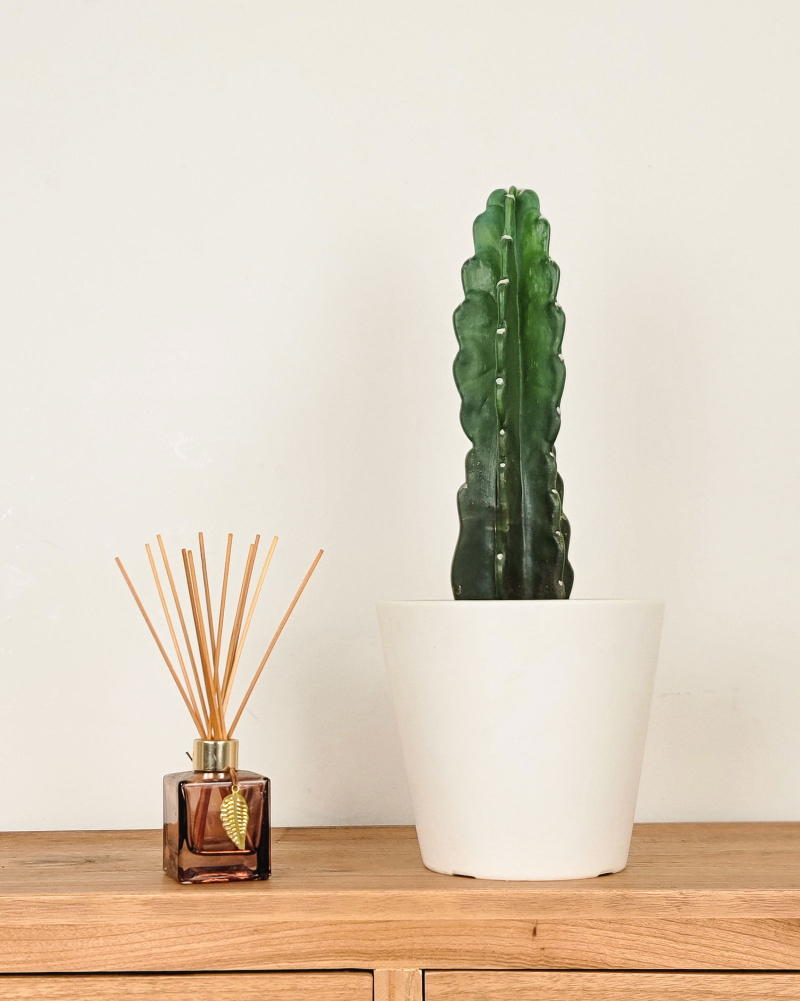 Cuddly Cactus | PlantVine