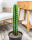 Cuddly Cactus | PlantVine