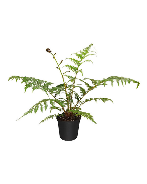 Buy Cyathea cooperi, Australian Tree Fern | Free Shipping over $100