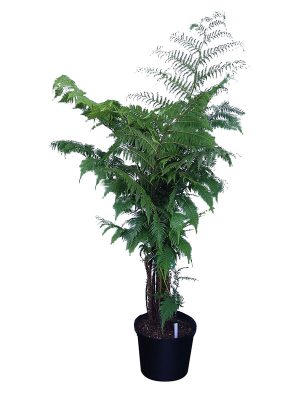 Buy Cyathea cooperi, Australian Tree Fern | Free Shipping over $100