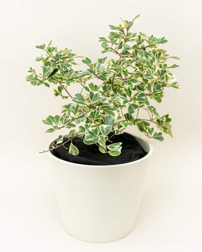 Ficus triangularis ‘Variegata’ | PlantVine