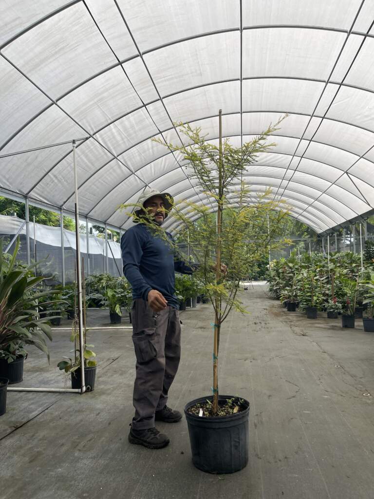 Senna polyphylla, Cassia polyphylla, Desert Cassia | PlantVine