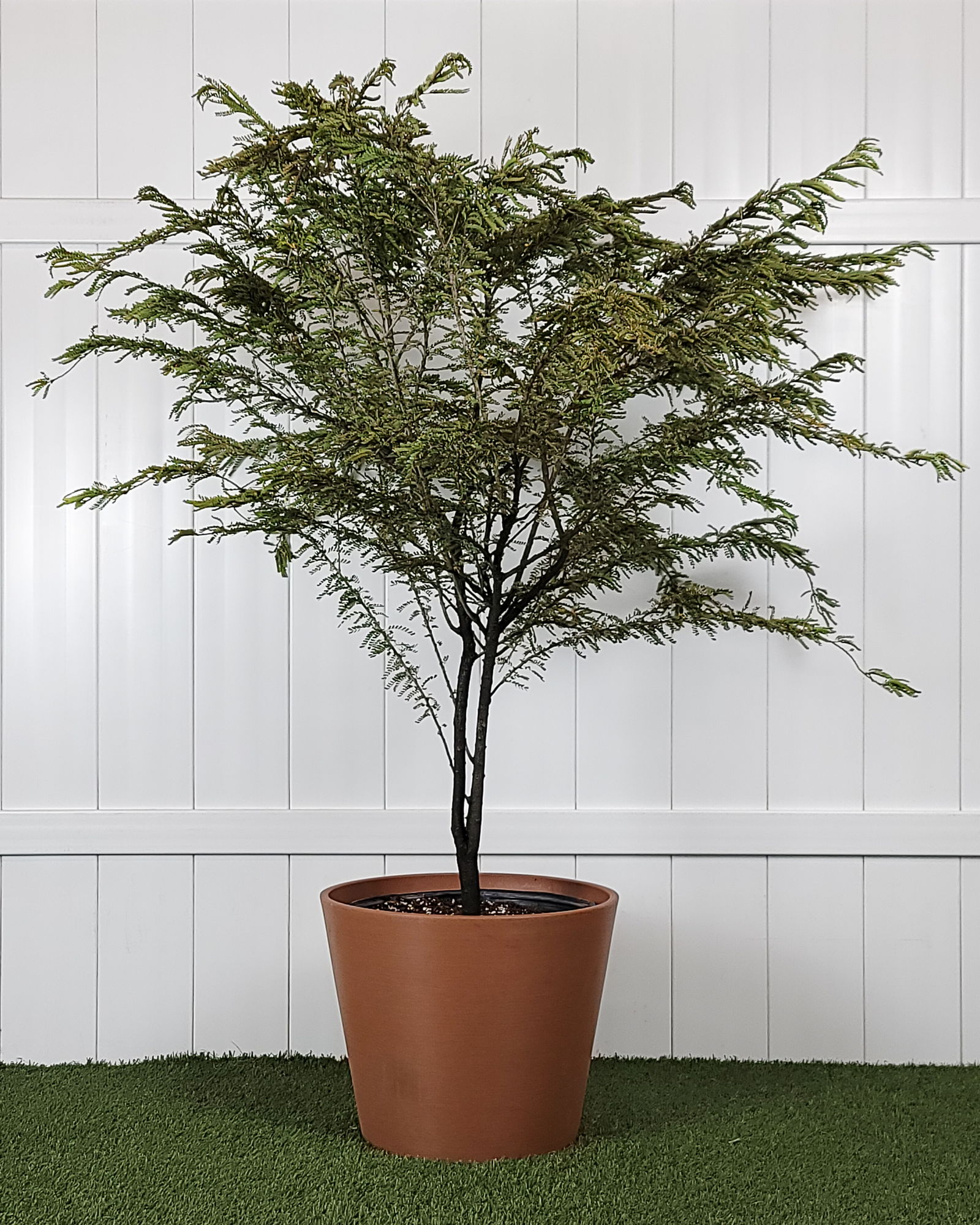 Desert Cassia | PlantVine