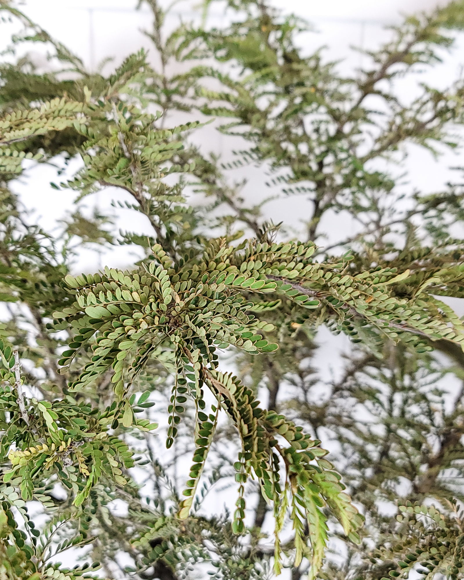 Desert Cassia | PlantVine
