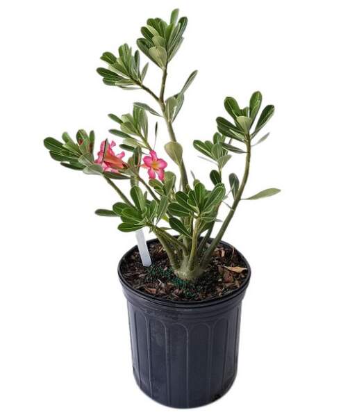 Desert Rose | PlantVine