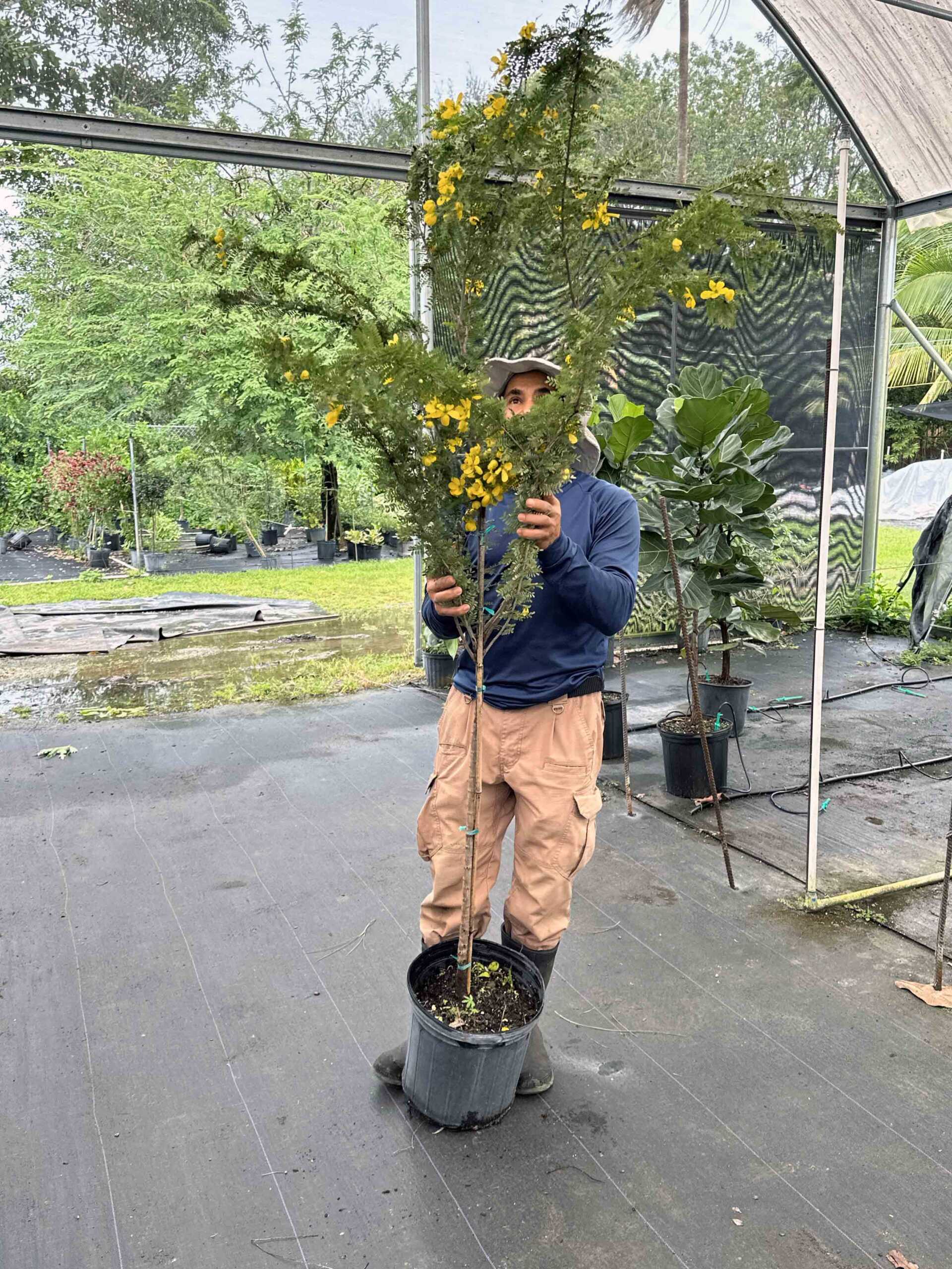 Desert Cassia | PlantVine