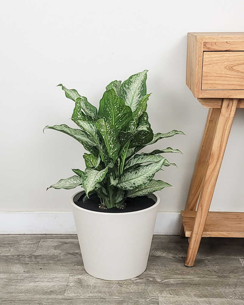 Dieffenbachia ‘Tiki’ | PlantVine