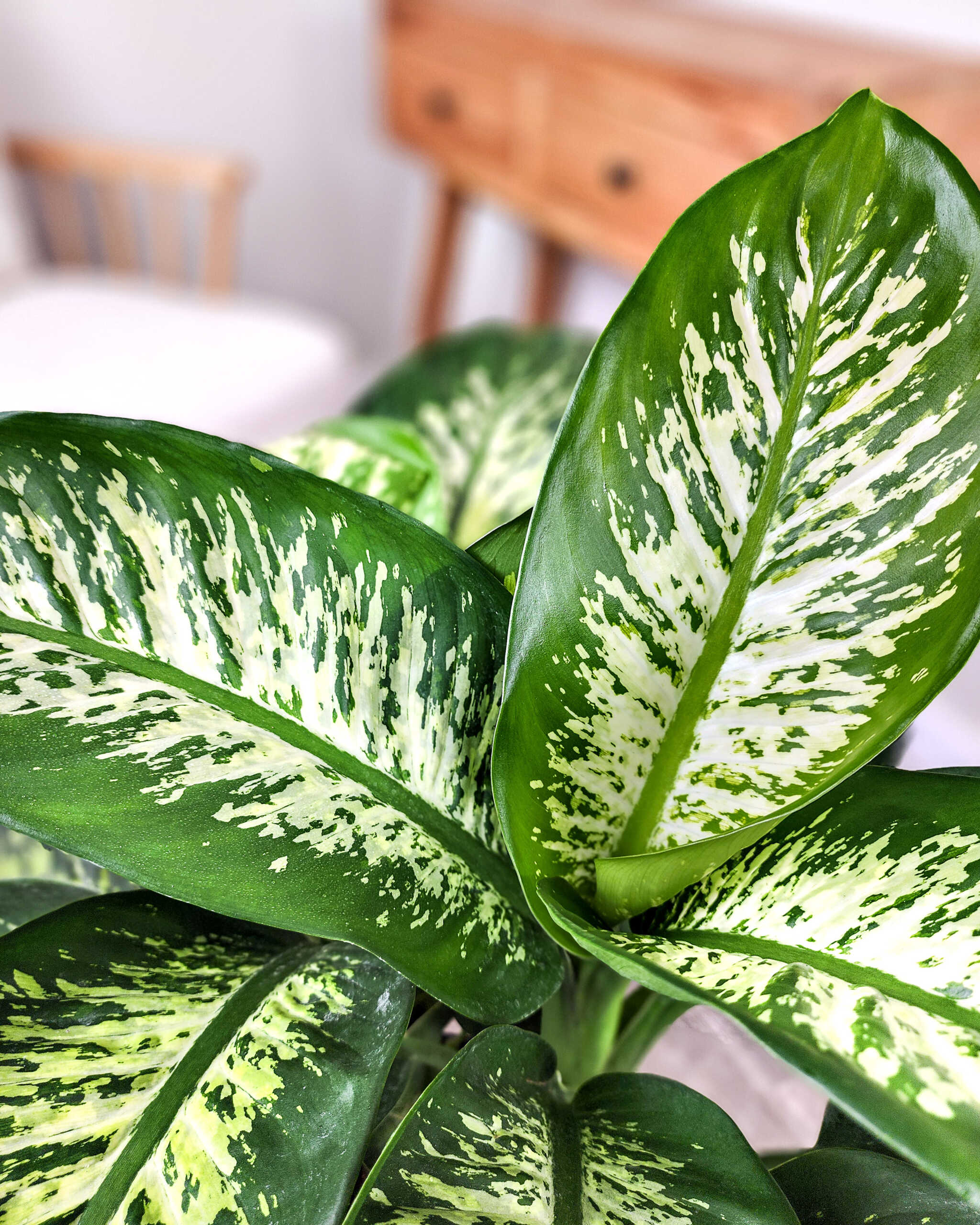 Dieffenbachia ‘Tropic Snow’ | PlantVine