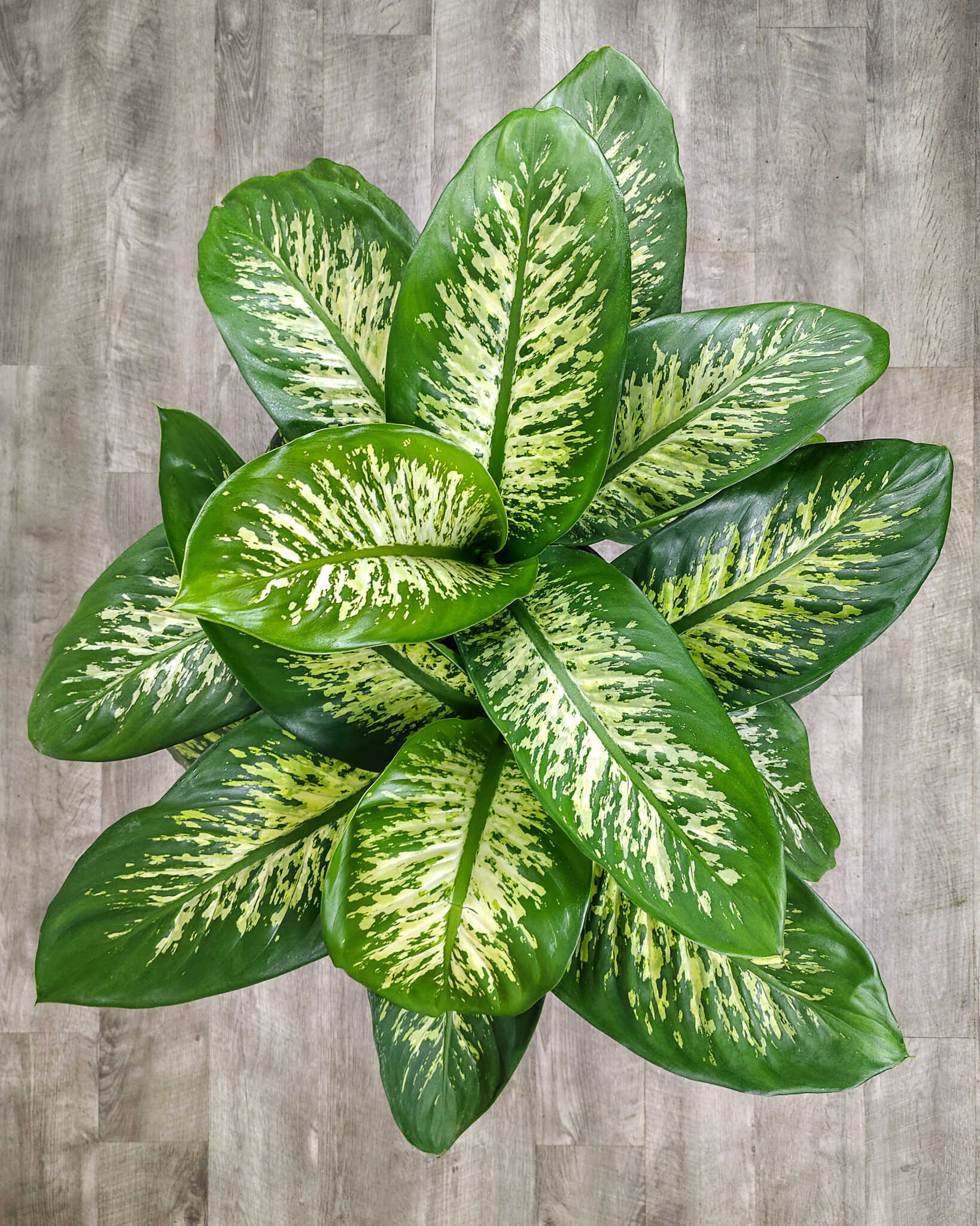 Dieffenbachia Varieties | PlantVine