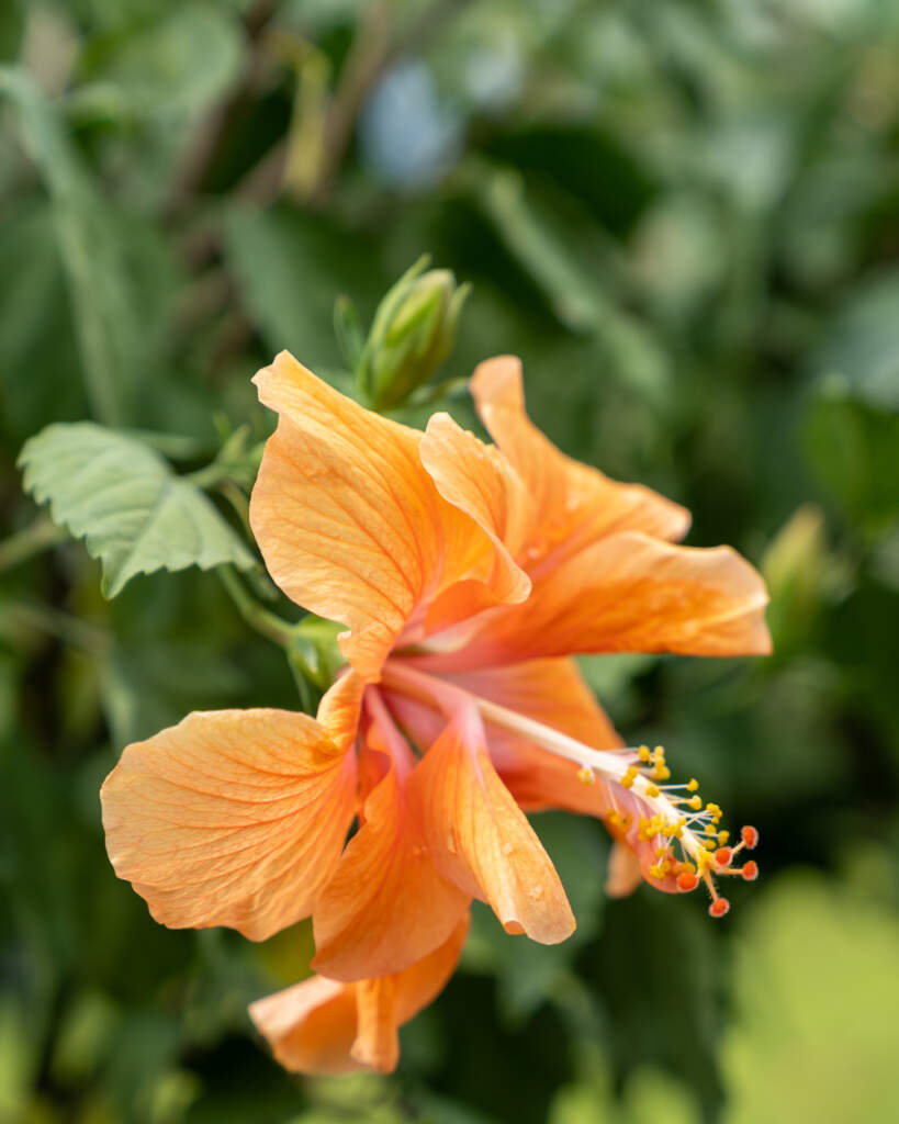 Tropical Hibiscus ‘Double Peach’ | PlantVine